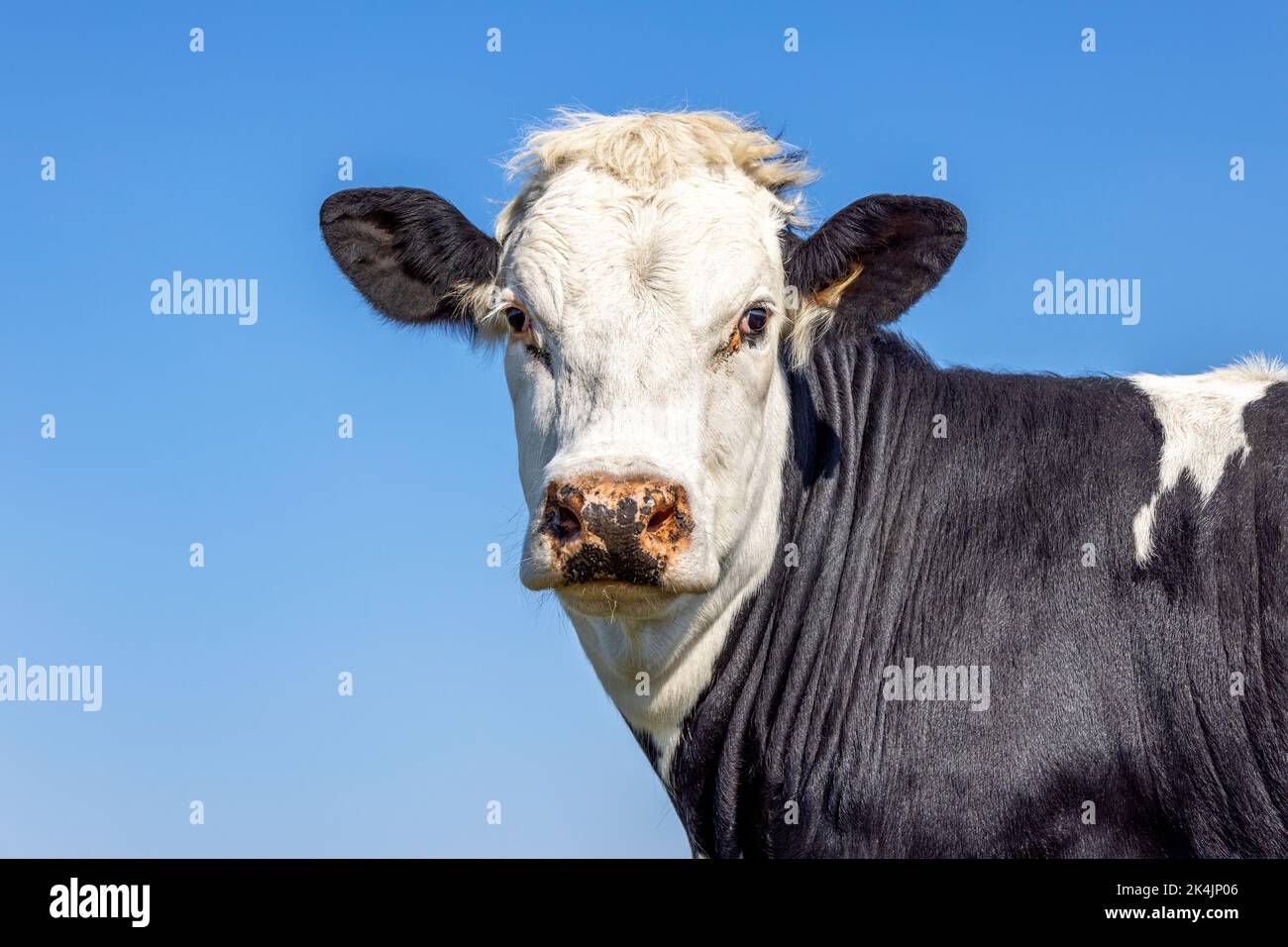 Milk cow, handsome black and white with a pink nose, looking proud and ...