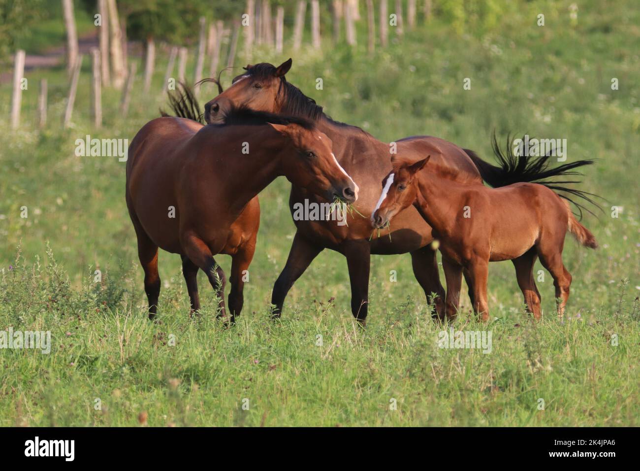 Light Brown Quarter Horse