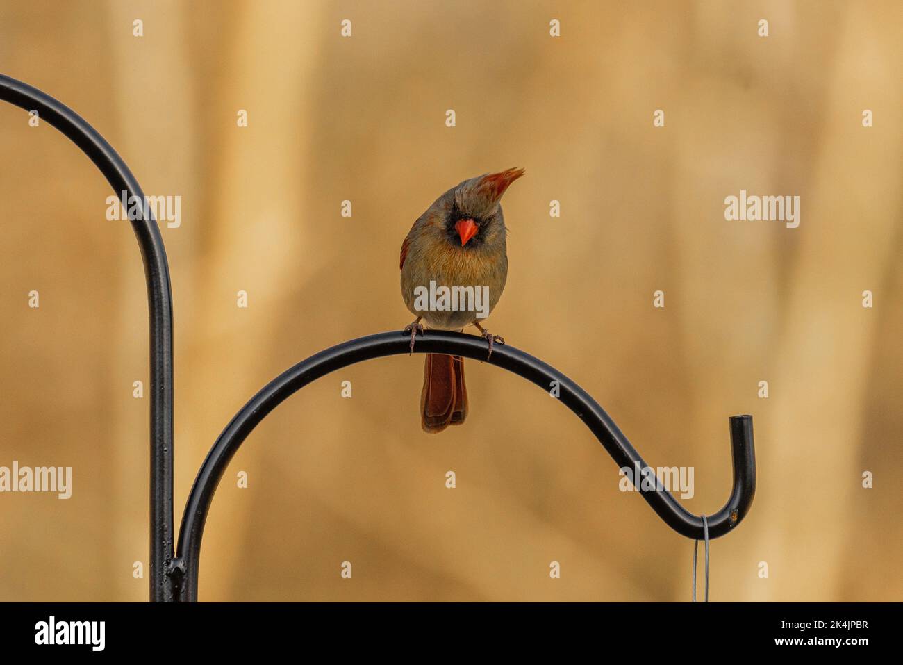 A beautiful Northern cardinal (Cardinalis cardinalis) standing on a ...