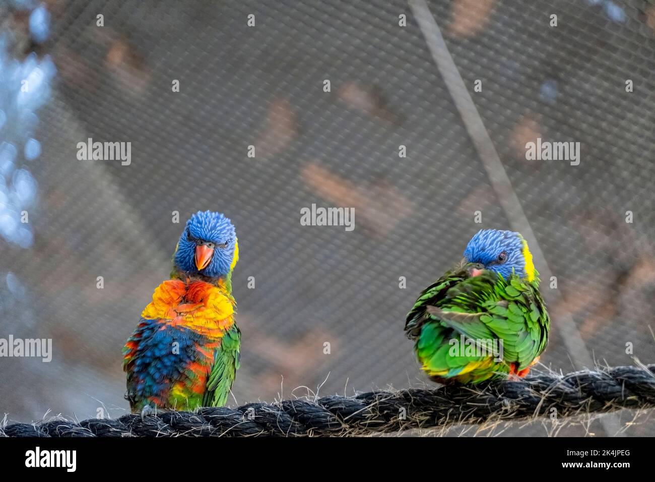 two loving birds, playing in the grass, one yellow green and one blue white, small parakeets ...