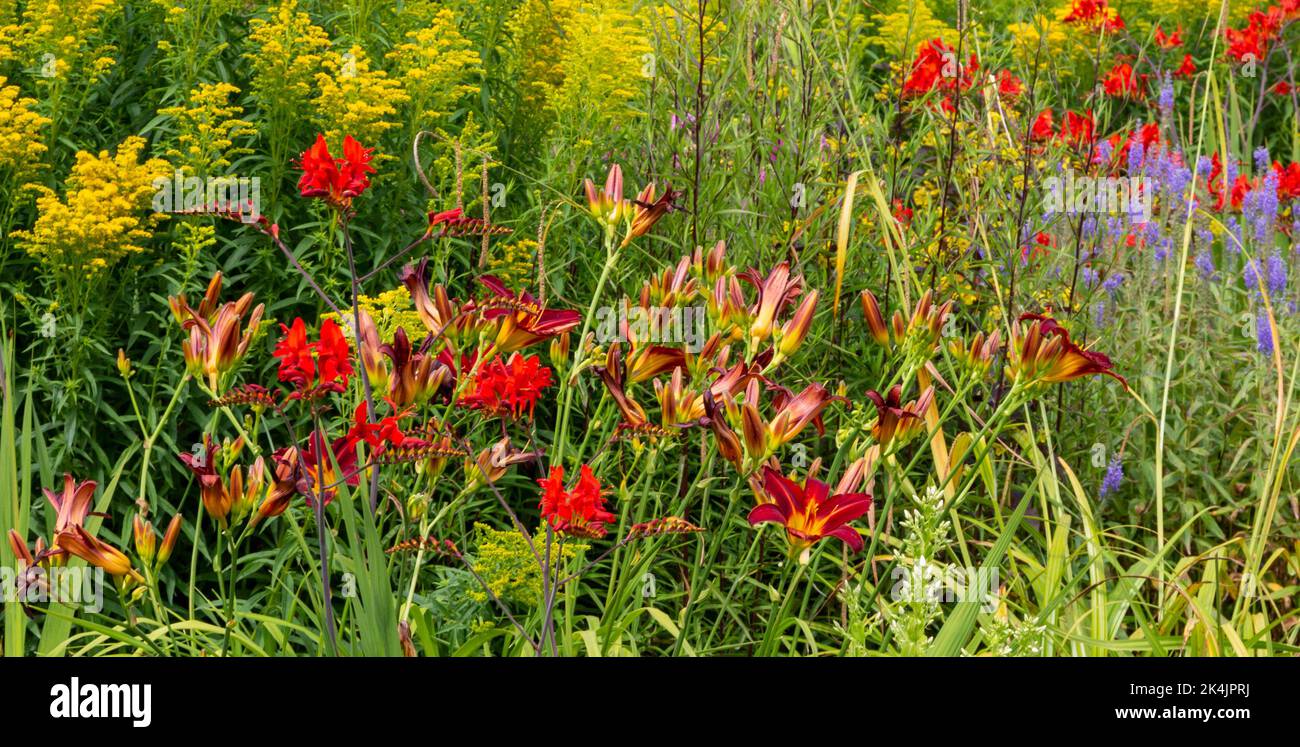 Wild colourful Spring flowers in bloom Stock Photo - Alamy