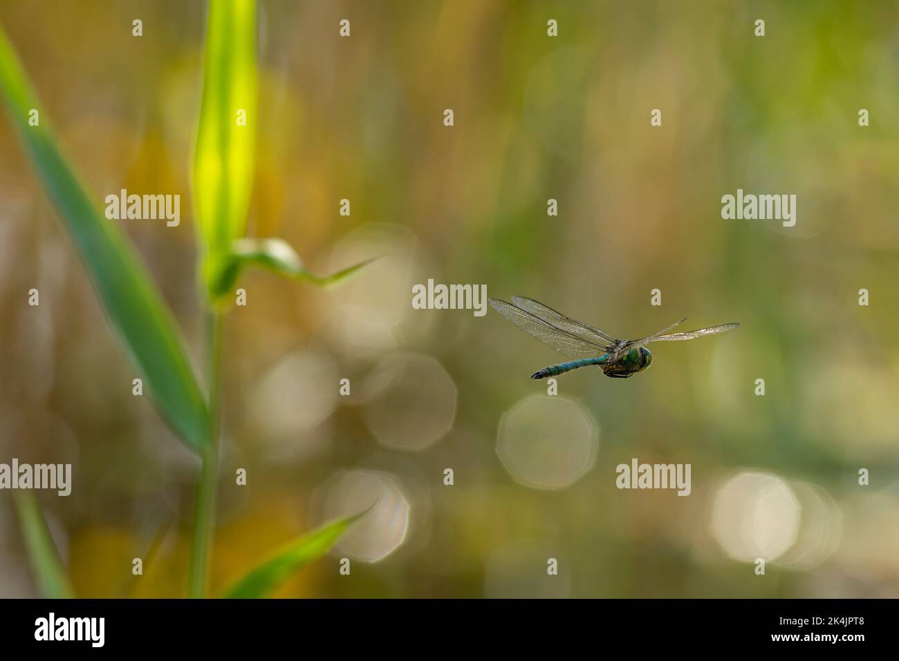 A selective focus shot of an common dragonfly flying on sunny day in ...