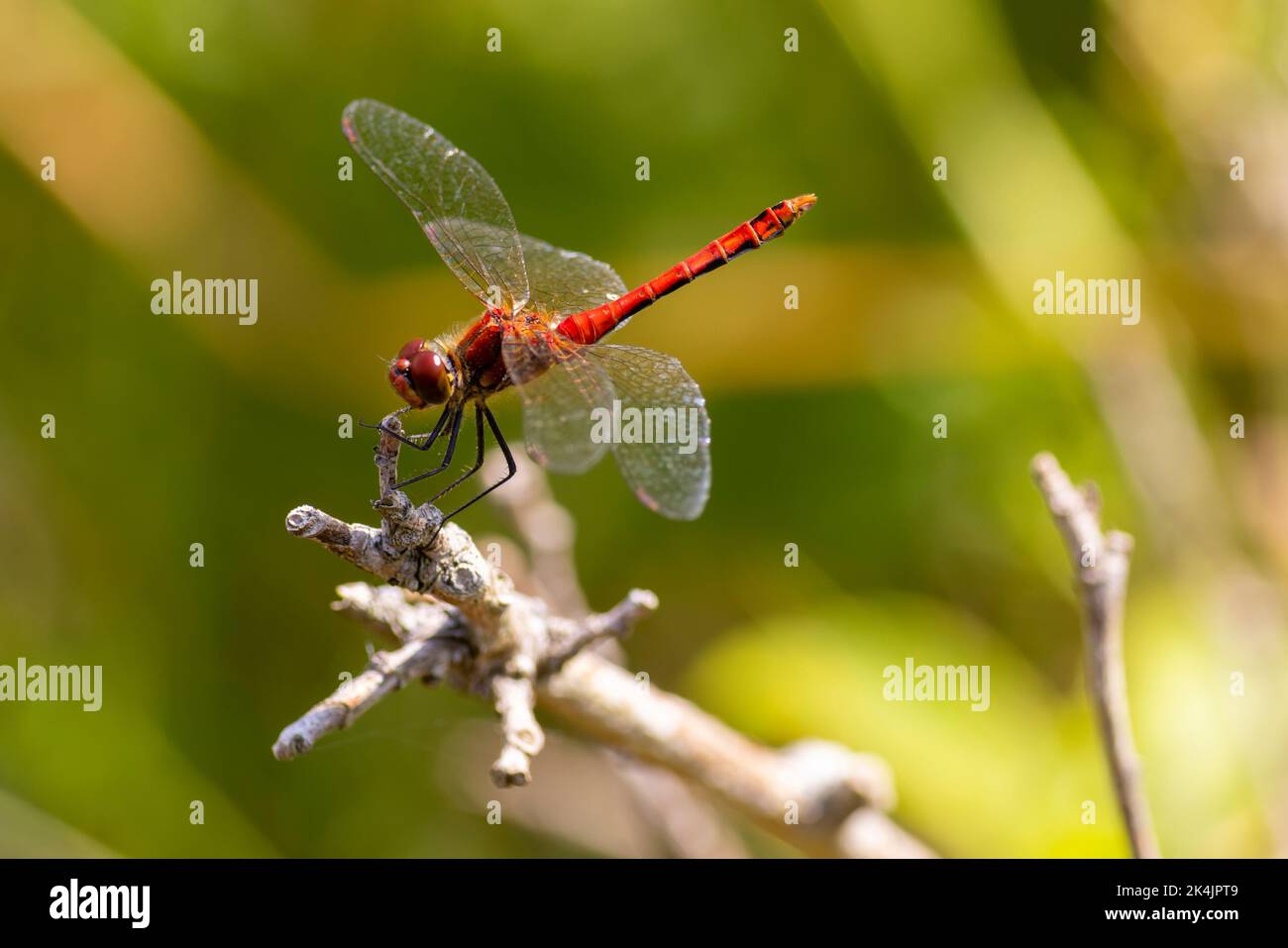 A closeup shot of a dragonfly sitting on plant stem on sunny day in ...