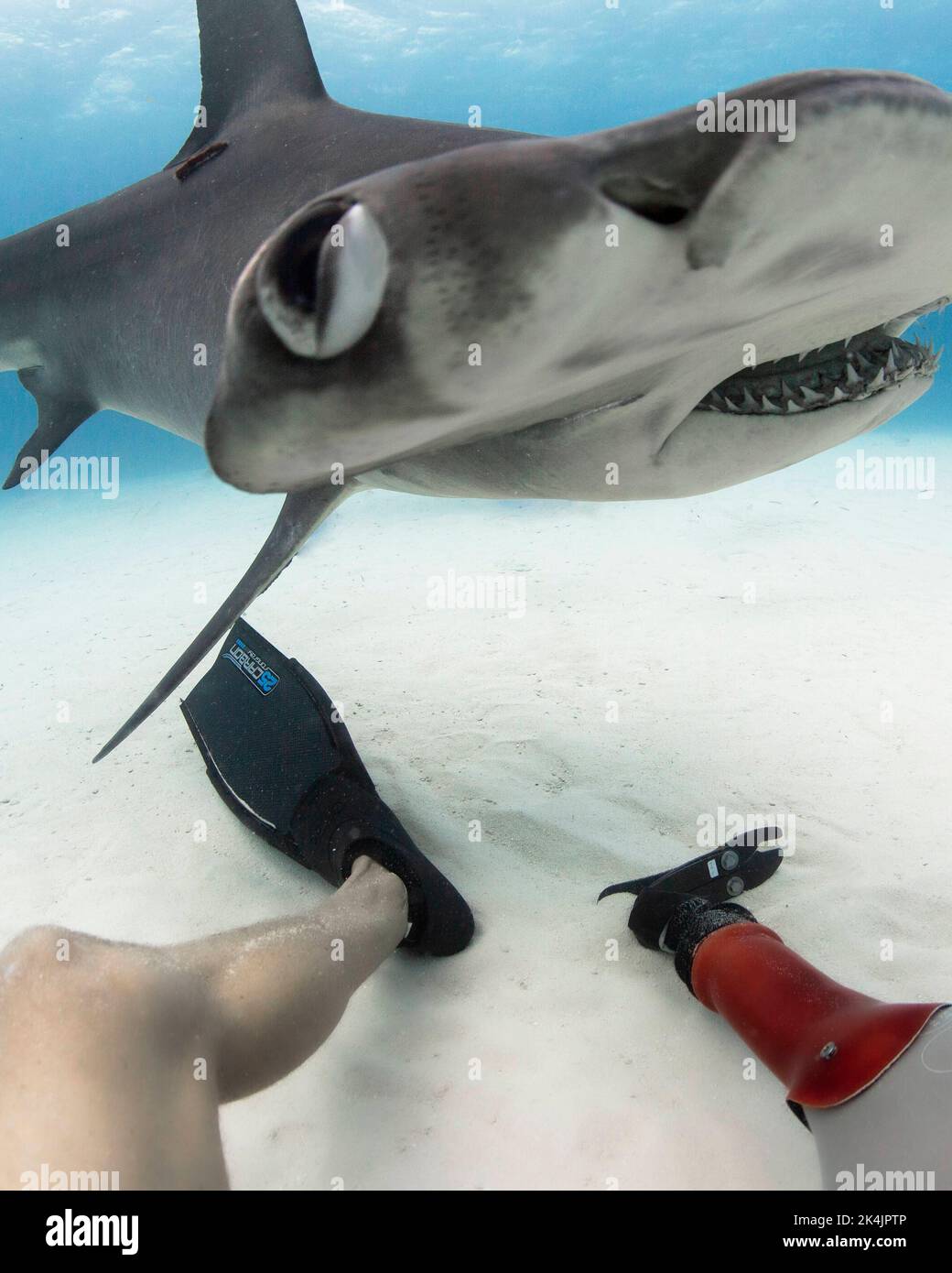 Meet patches, the friendly hammerhead. Bahamas: MEET PATCHES, the ...