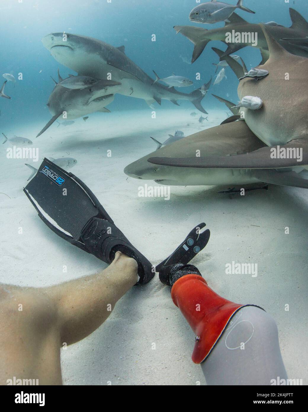 The sharks bump into each other. Bahamas: MEET PATCHES, the hammerhead ...