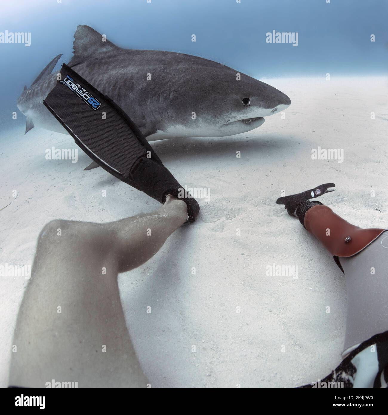 Mike lost his leg to a tiger shark. Bahamas: MEET PATCHES, the ...