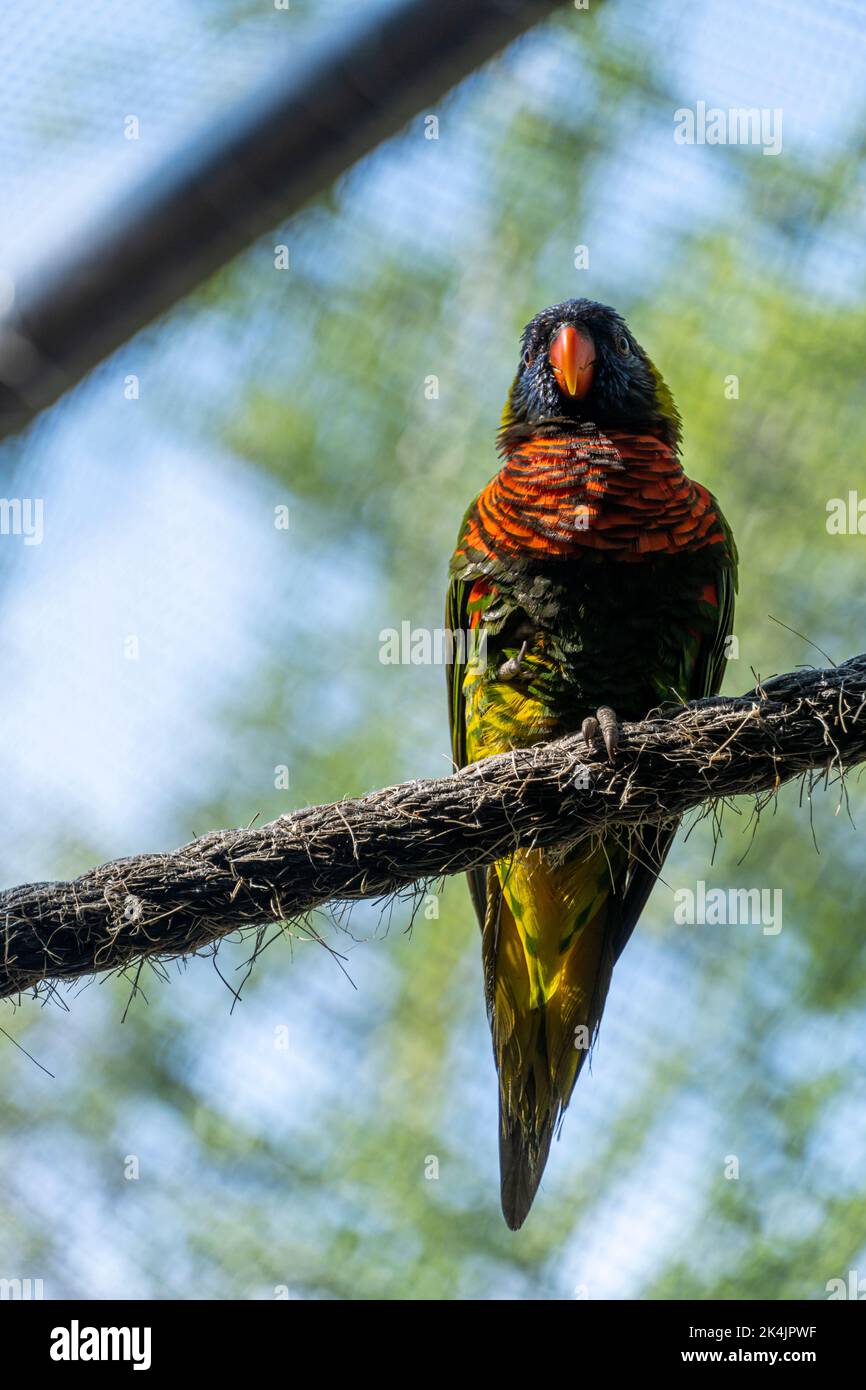 Trichoglossus haematodus haematodus rainbow lori, a bird that has a ...