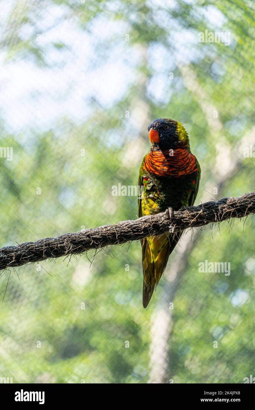 Trichoglossus haematodus haematodus rainbow lori, a bird that has a ...