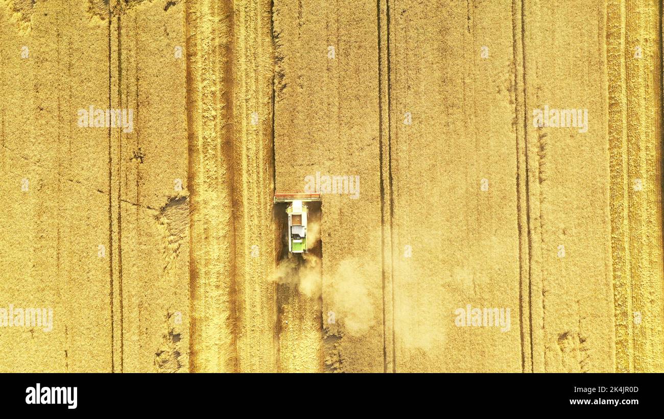 Agricultural field with mature grain crops. Abstract natural background ...
