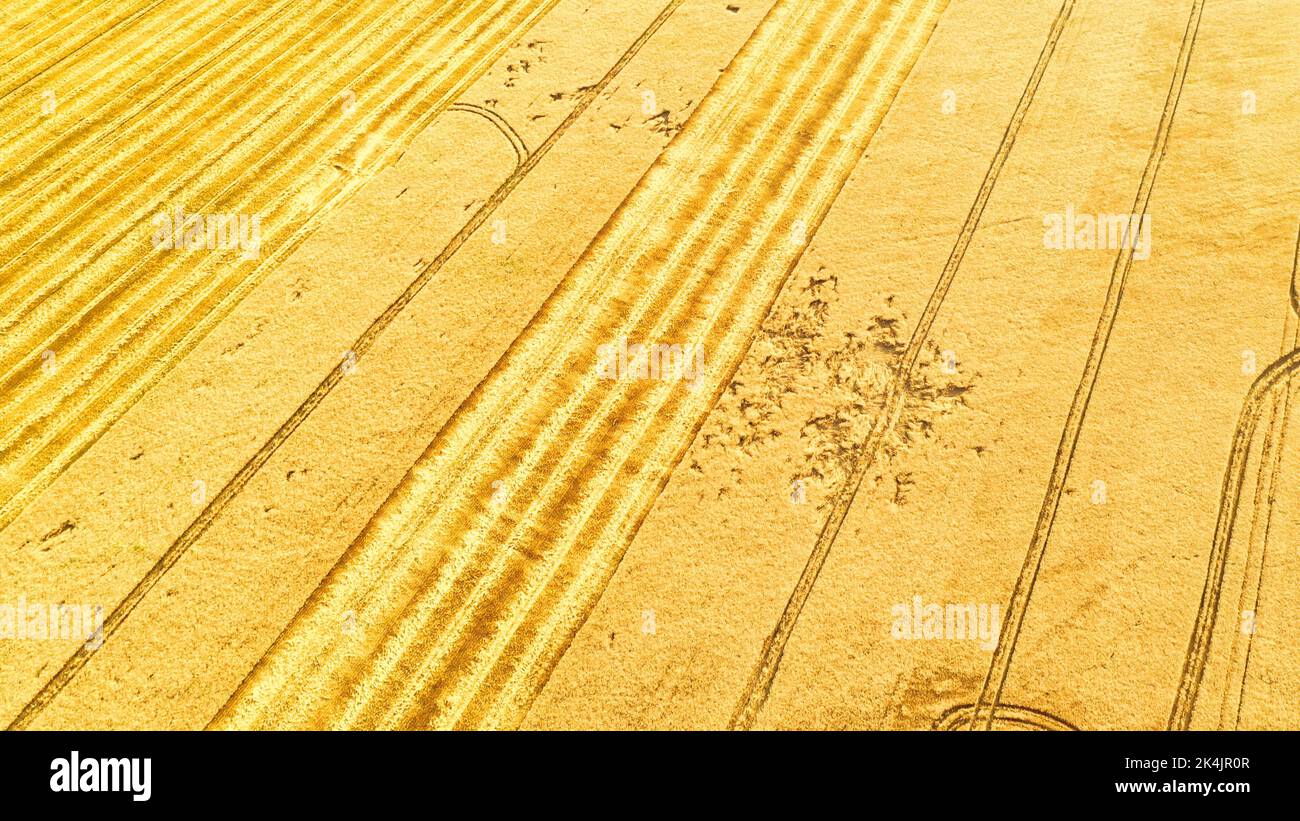 Agricultural field with mature grain crops. Abstract natural background ...