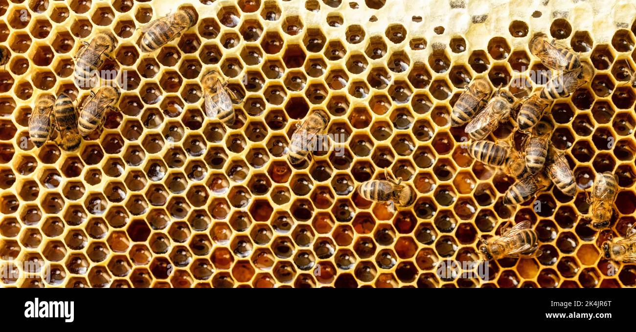Frames with honey and perga pollen. Abstract natural background or ...