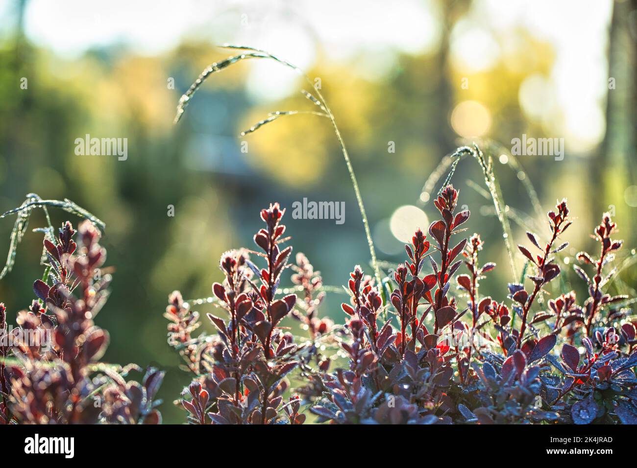 Deciduous tree dew drops hi-res stock photography and images - Alamy