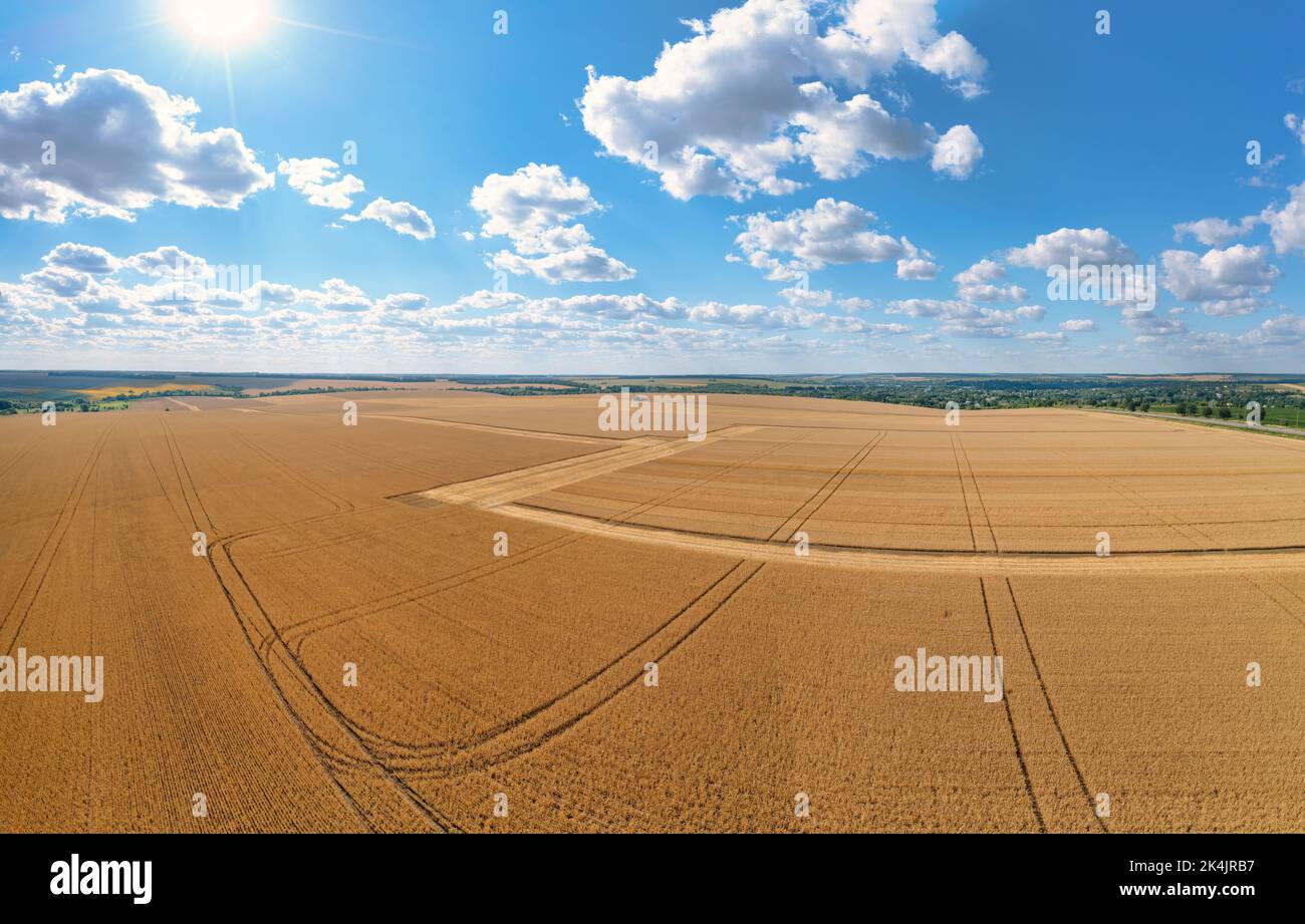 Agricultural field with mature grain crops. Abstract natural background ...