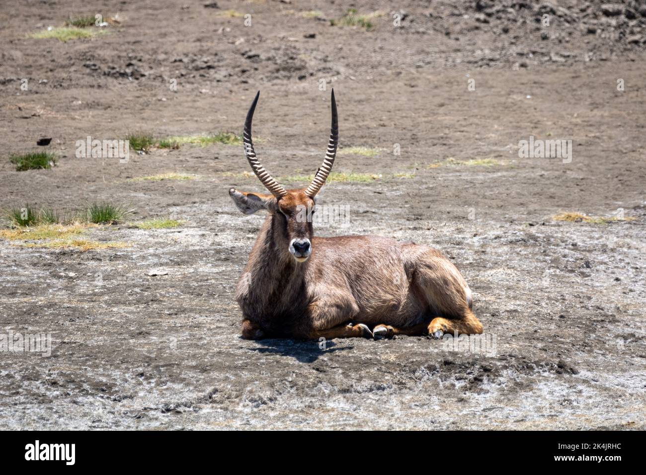 Wasserbock afrika hi-res stock photography and images - Alamy