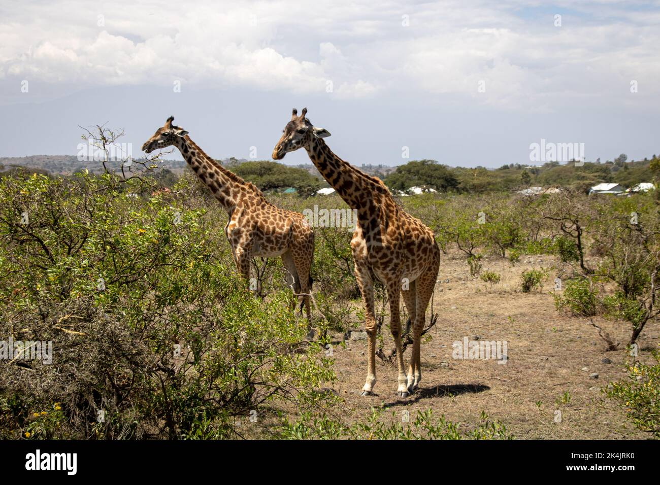 Giraffen portrait hi-res stock photography and images - Alamy