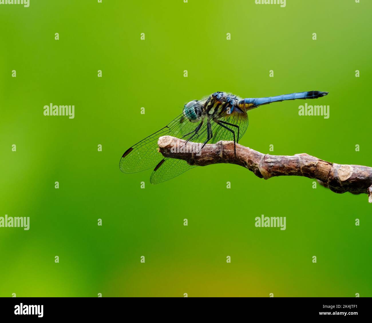 A closeup shot of a Blue Dasher Dragonfly (Pachydiplax longipennis) on ...