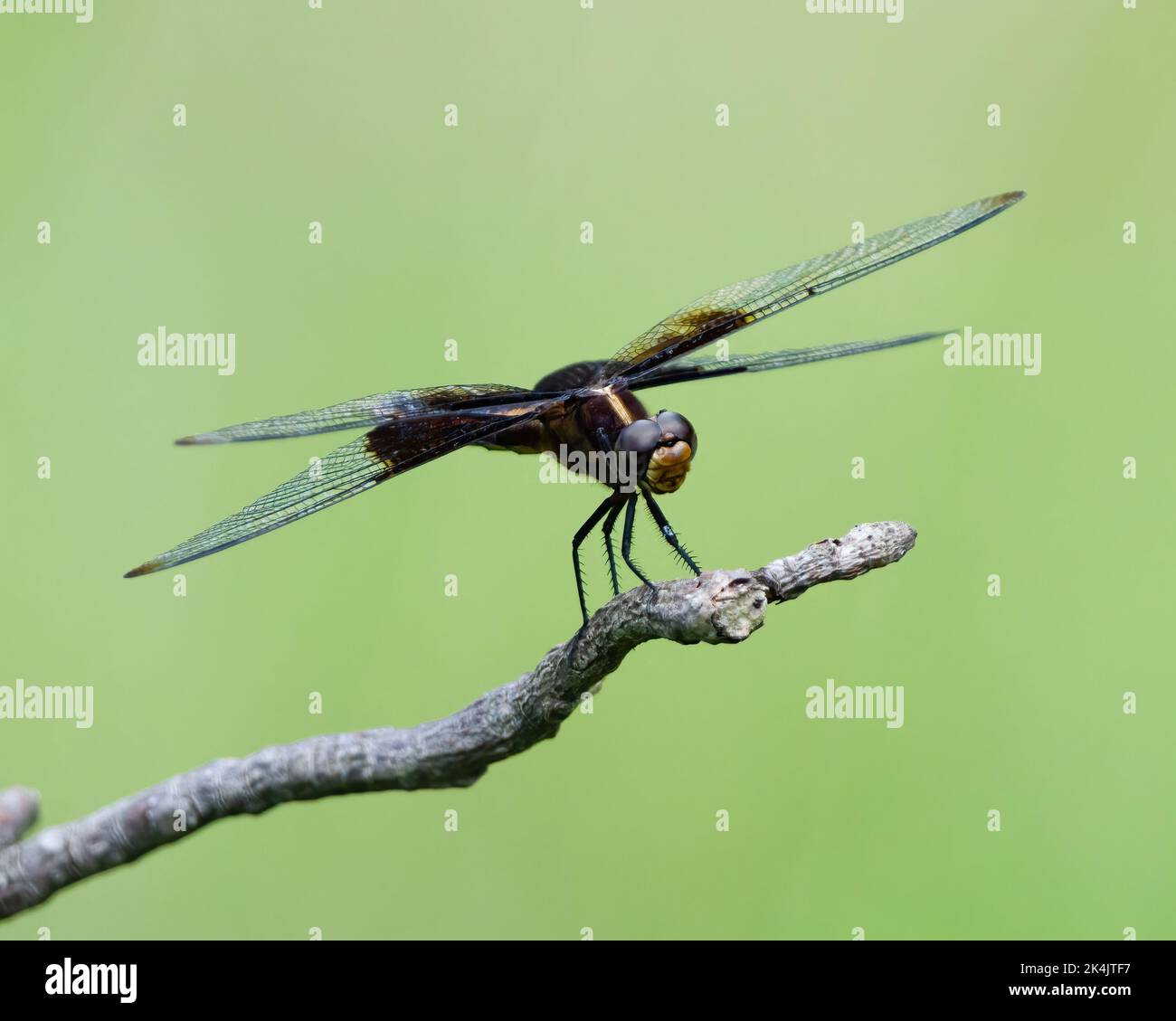 Female widow skimmer hi-res stock photography and images - Alamy