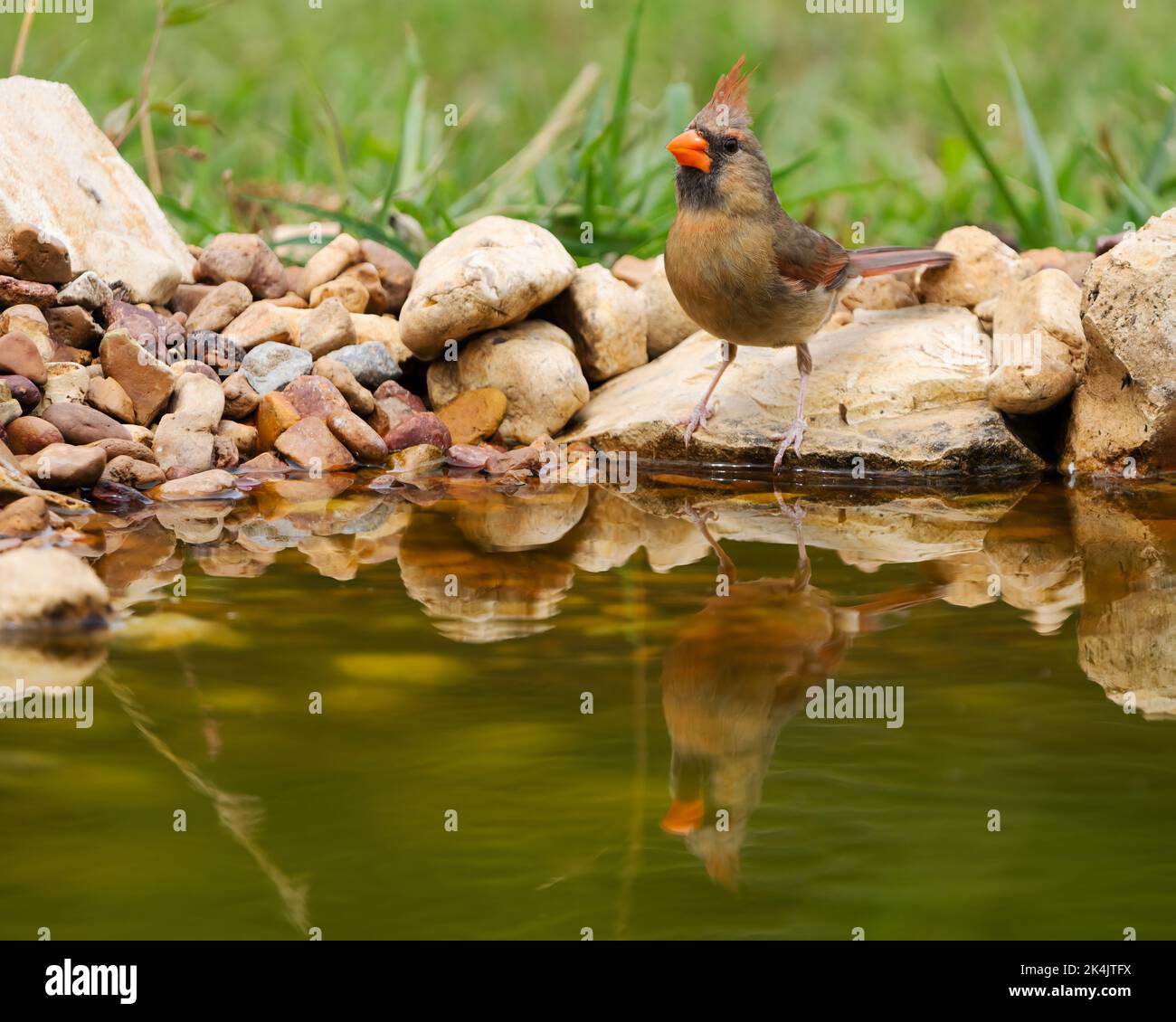 Northern cardinal drinking water hi-res stock photography and images ...
