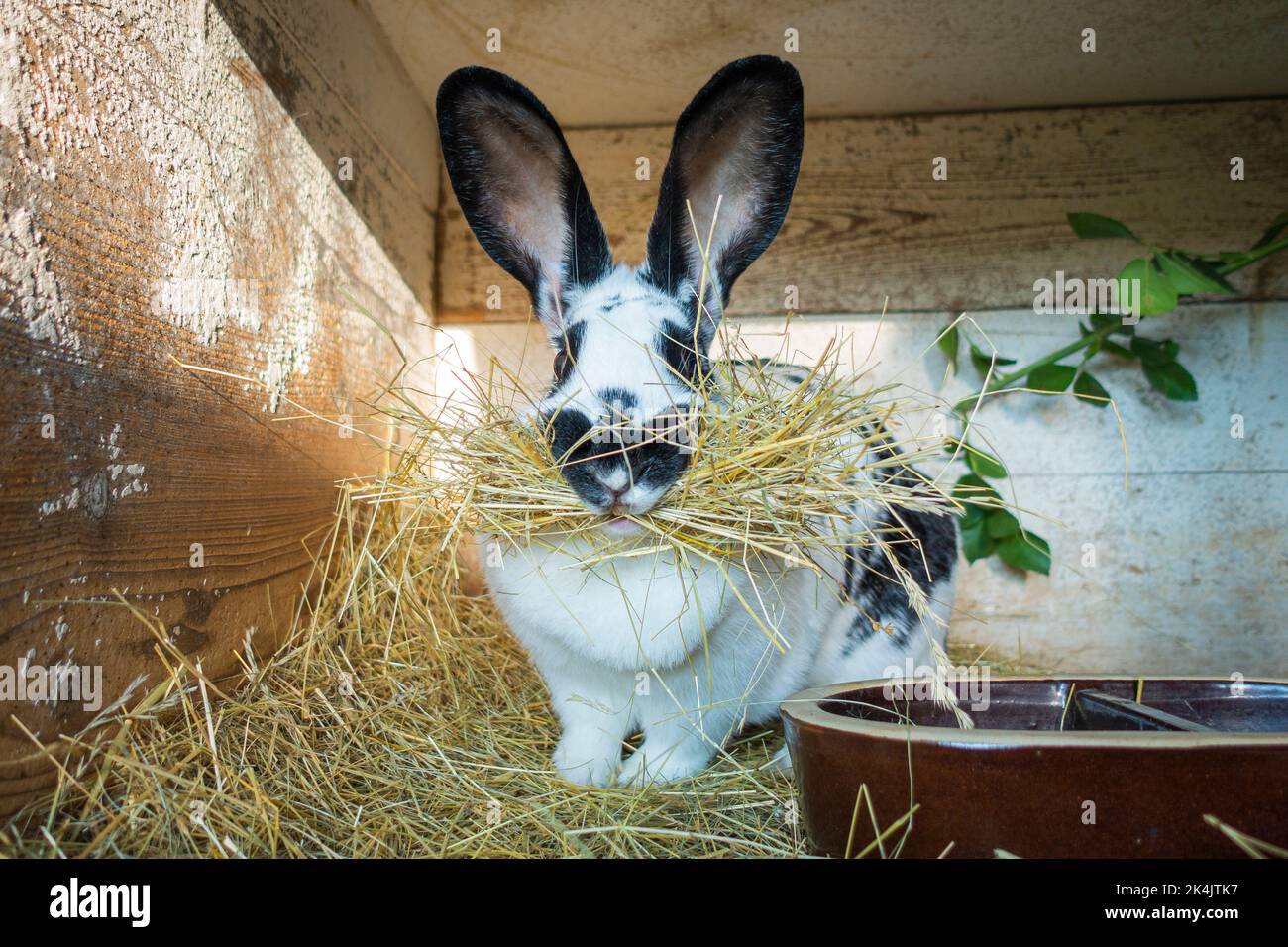 Rabbit hutch bedding hi-res stock photography and images - Alamy