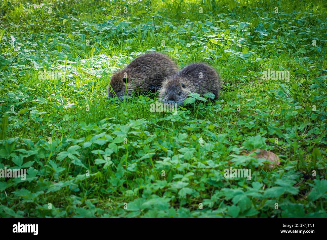 Nutria 28 hi-res stock photography and images - Alamy
