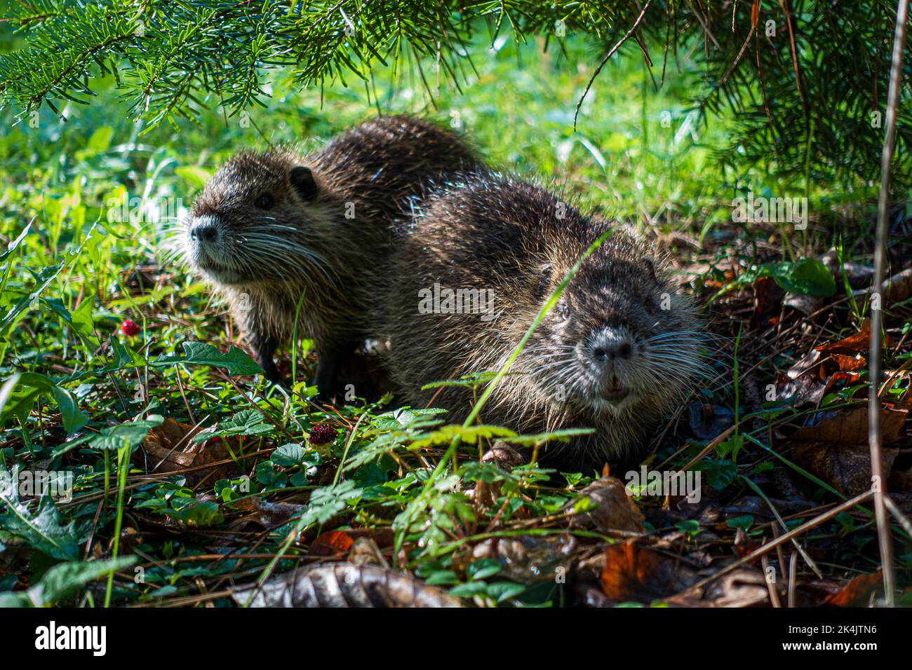 Nutria 28 hi-res stock photography and images - Alamy