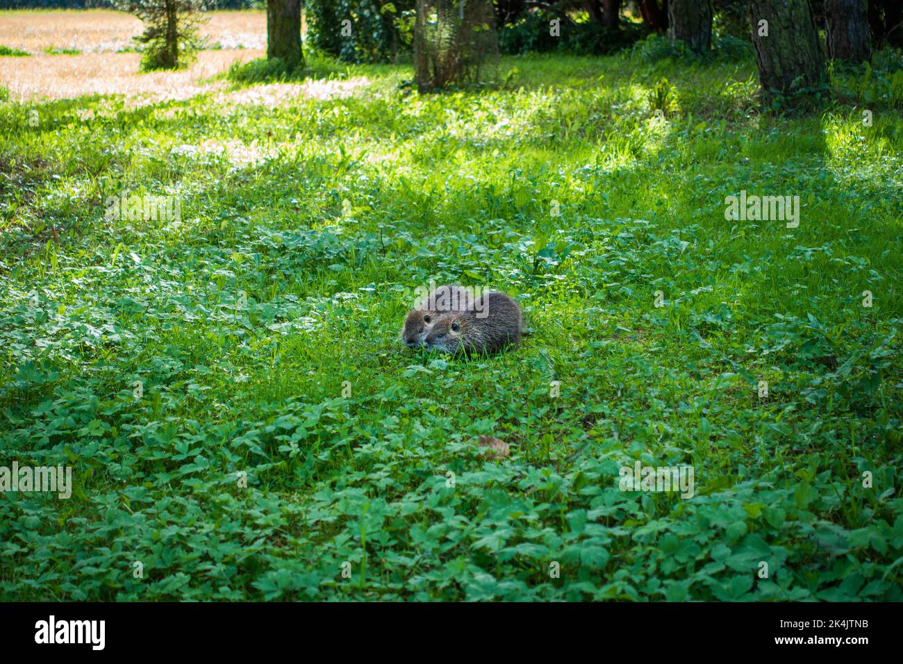 Nutria 28 hi-res stock photography and images - Alamy
