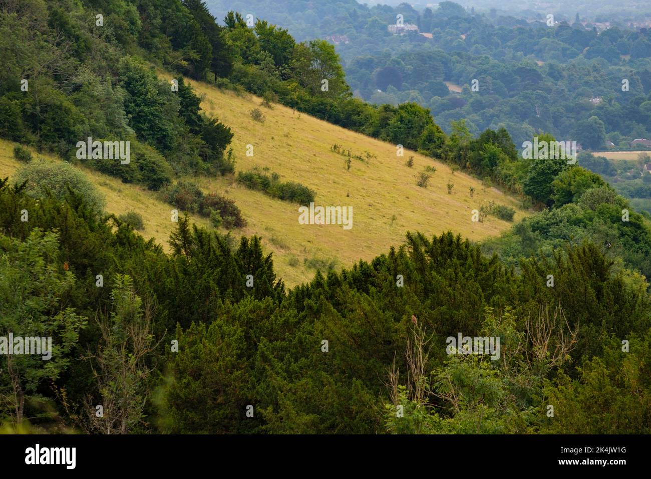 Slopes of Box Hill Surrey during 2022 Drought Stock Photo - Alamy