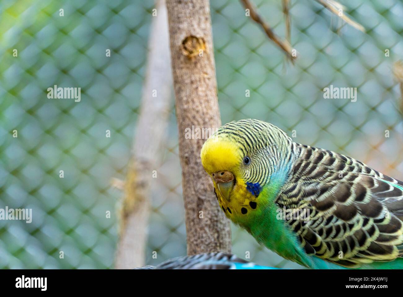 Melopsittacus undulatus, parakeet bird eating seeds standing on a wire ...