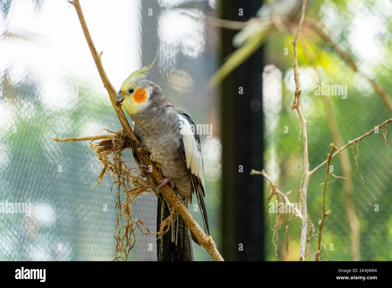 Nymphicus hollandicus, colorful bird with bokeh in the background ...
