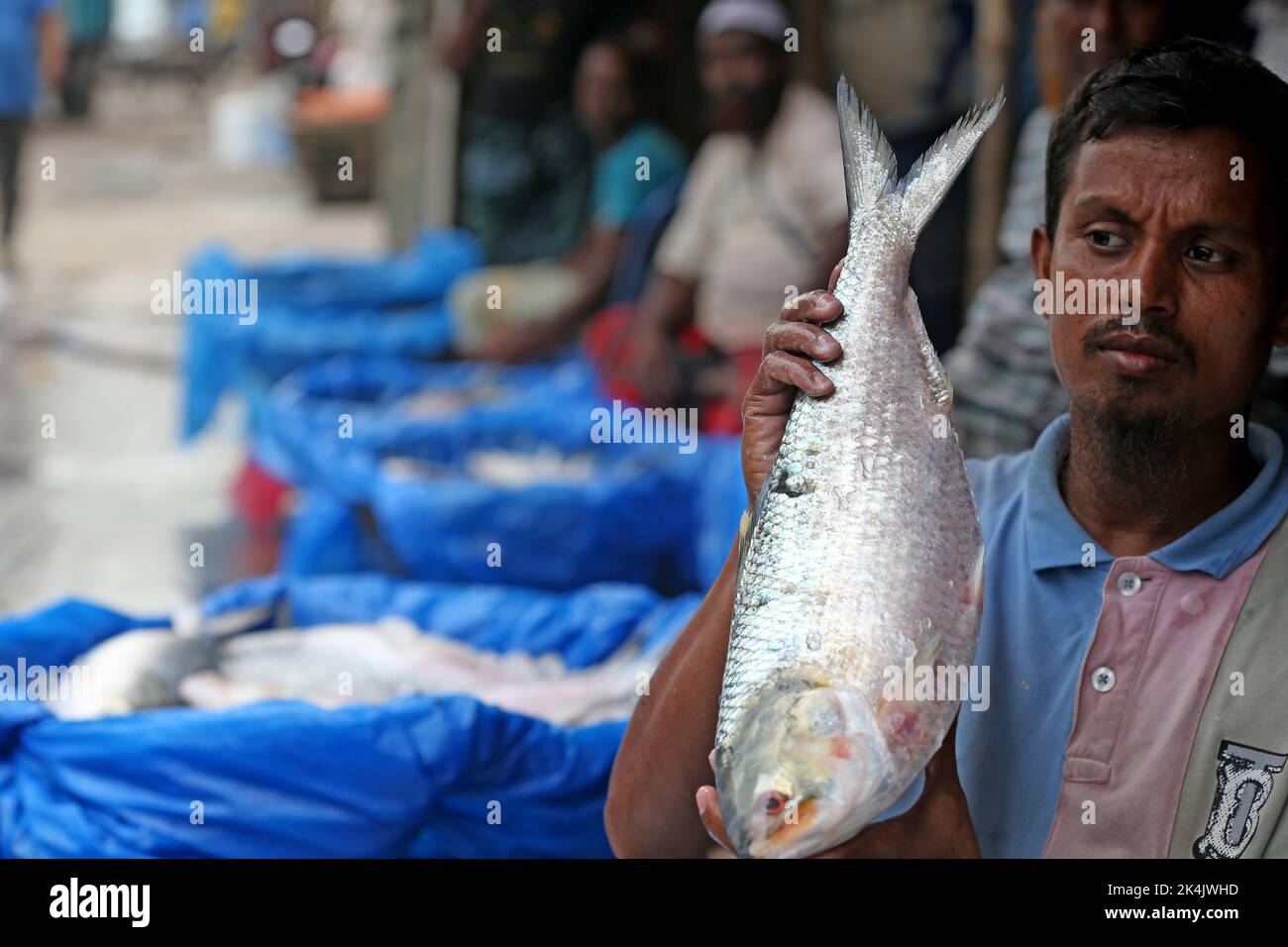 A retail hilsa fish seller holds a fish weighing 2500 grams, charging ...