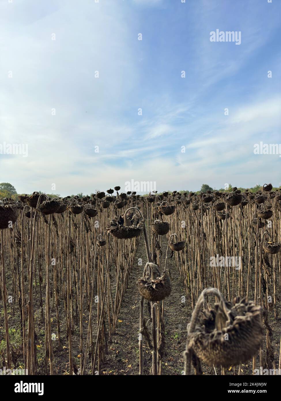 Withered and dried sunflower plants after treatment of field by ...