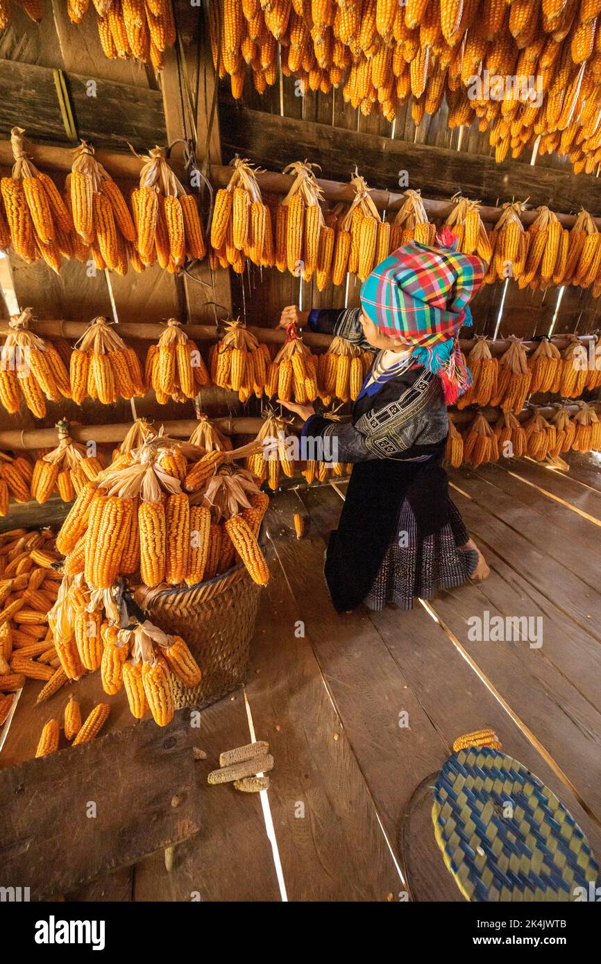 Hmong minority people working and smiling with labor achievements ...