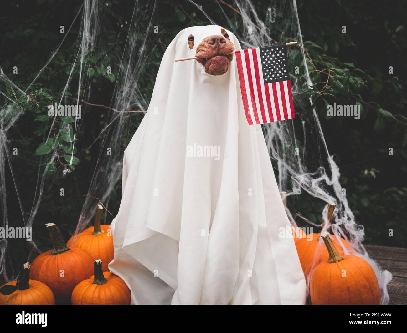 Happy Halloween. Charming, lovable puppy, ghost costume and American ...