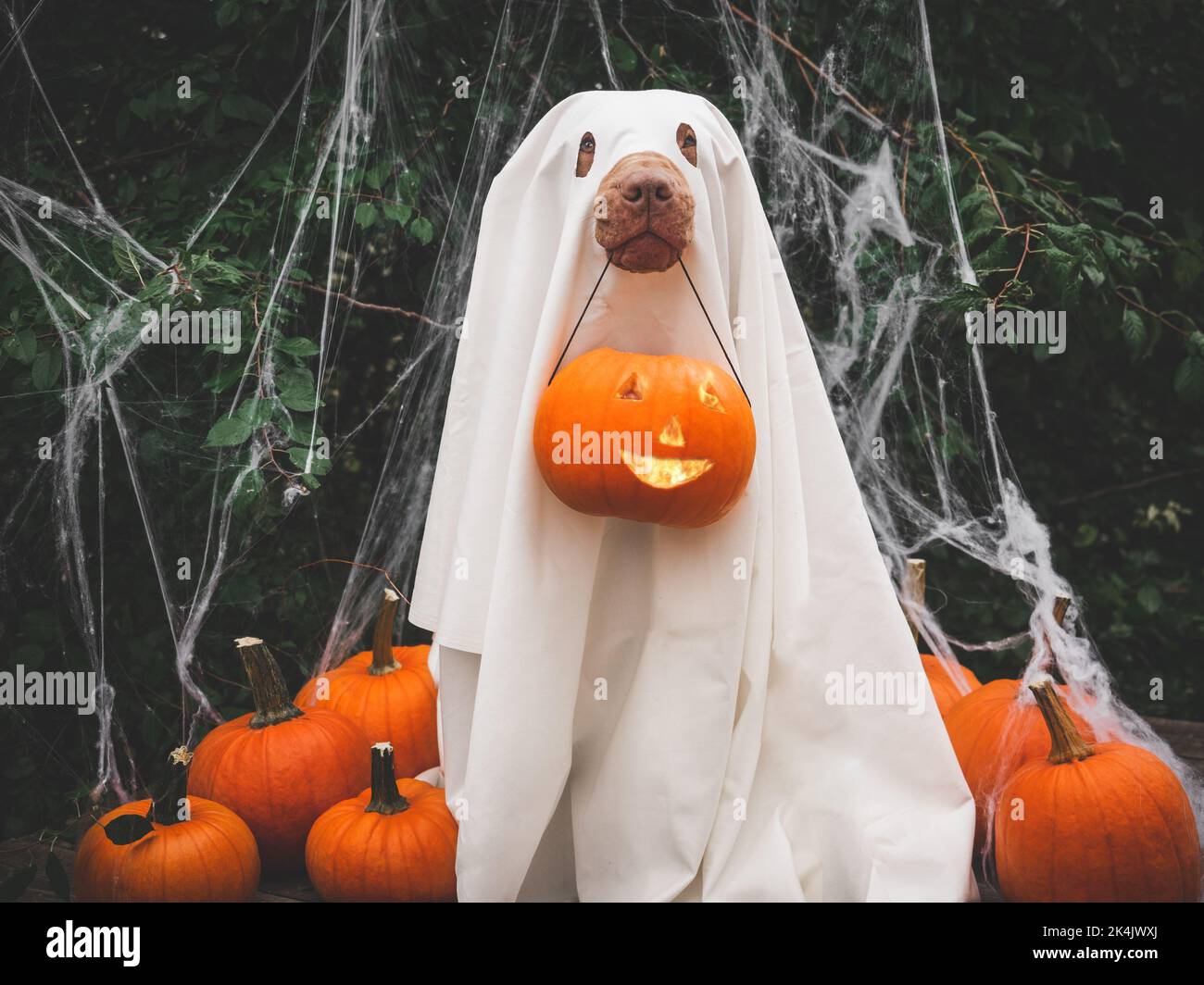 Happy Halloween. Charming, lovable brown puppy and ghost costume. Close ...