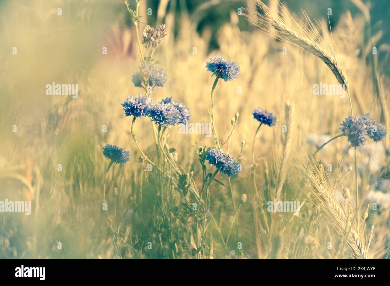 Cornflowers and other wild flowers and spikes at the meadow in morning ...