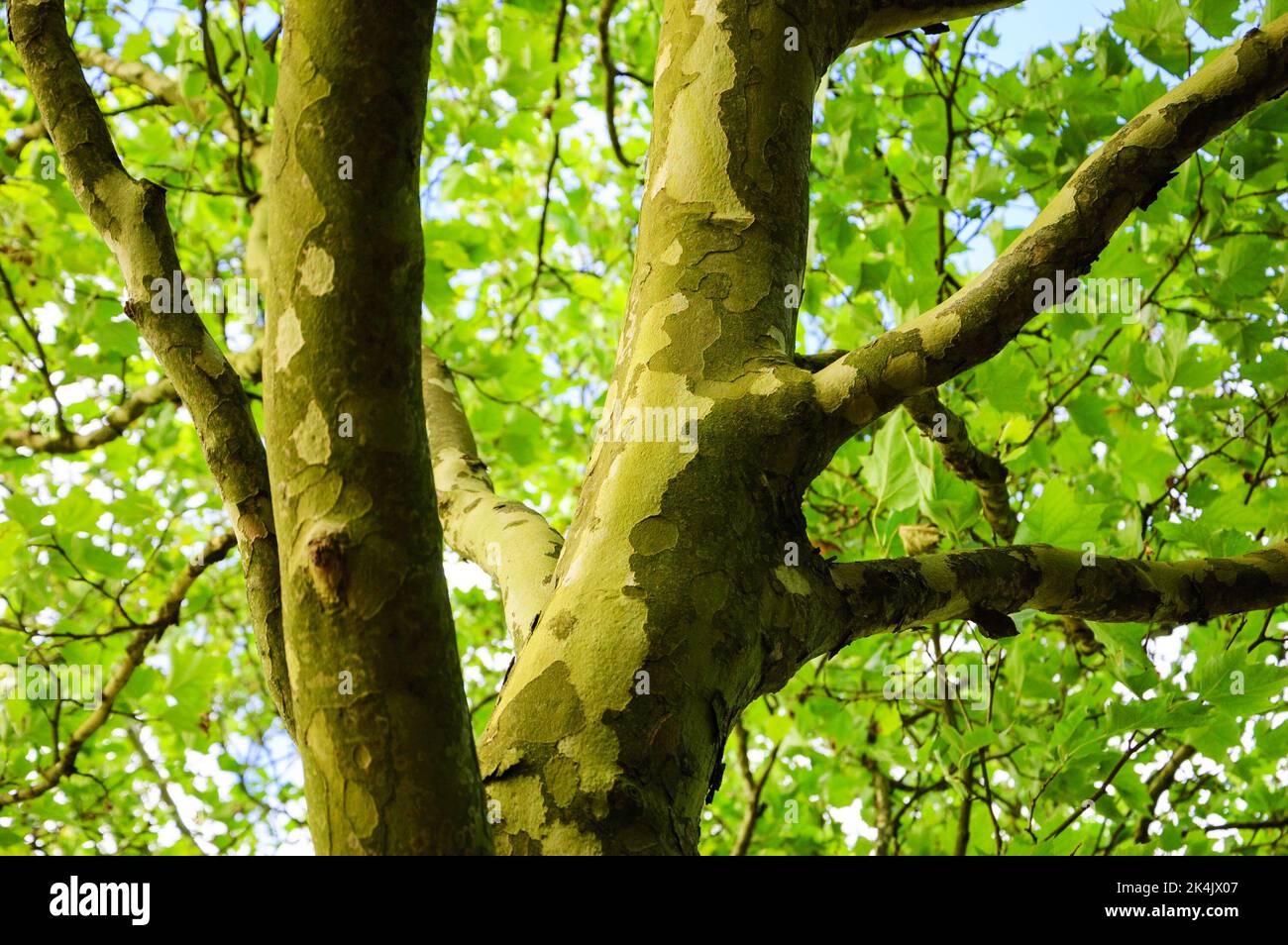 Platanus tree natural camouflage background Stock Photo - Alamy
