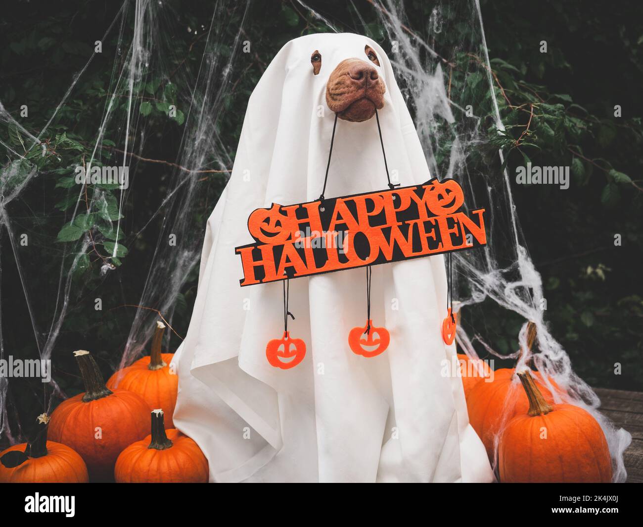 Happy Halloween. Charming, lovable brown puppy and ghost costume. Close ...