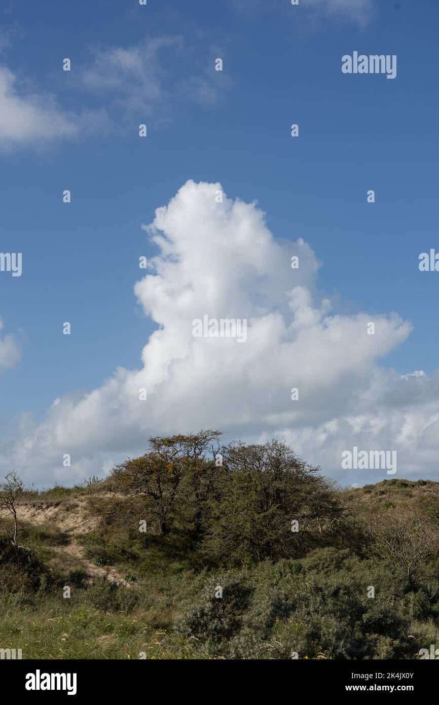 Blue Skies, Sky with white clouds in the dunes at Meyendel in the ...