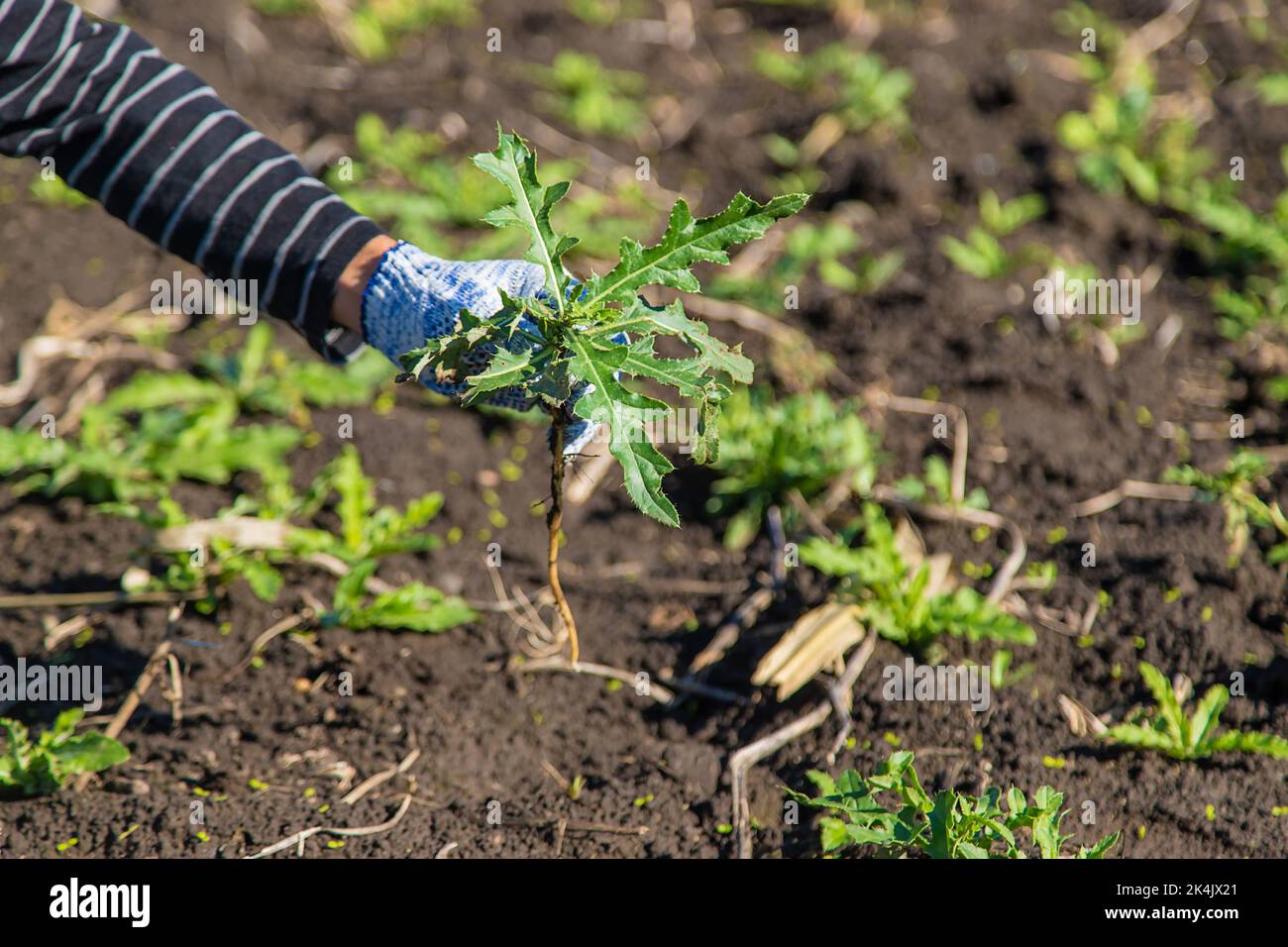 Male farmer fighting weeds. Sow thistle. Selective focus Stock Photo ...