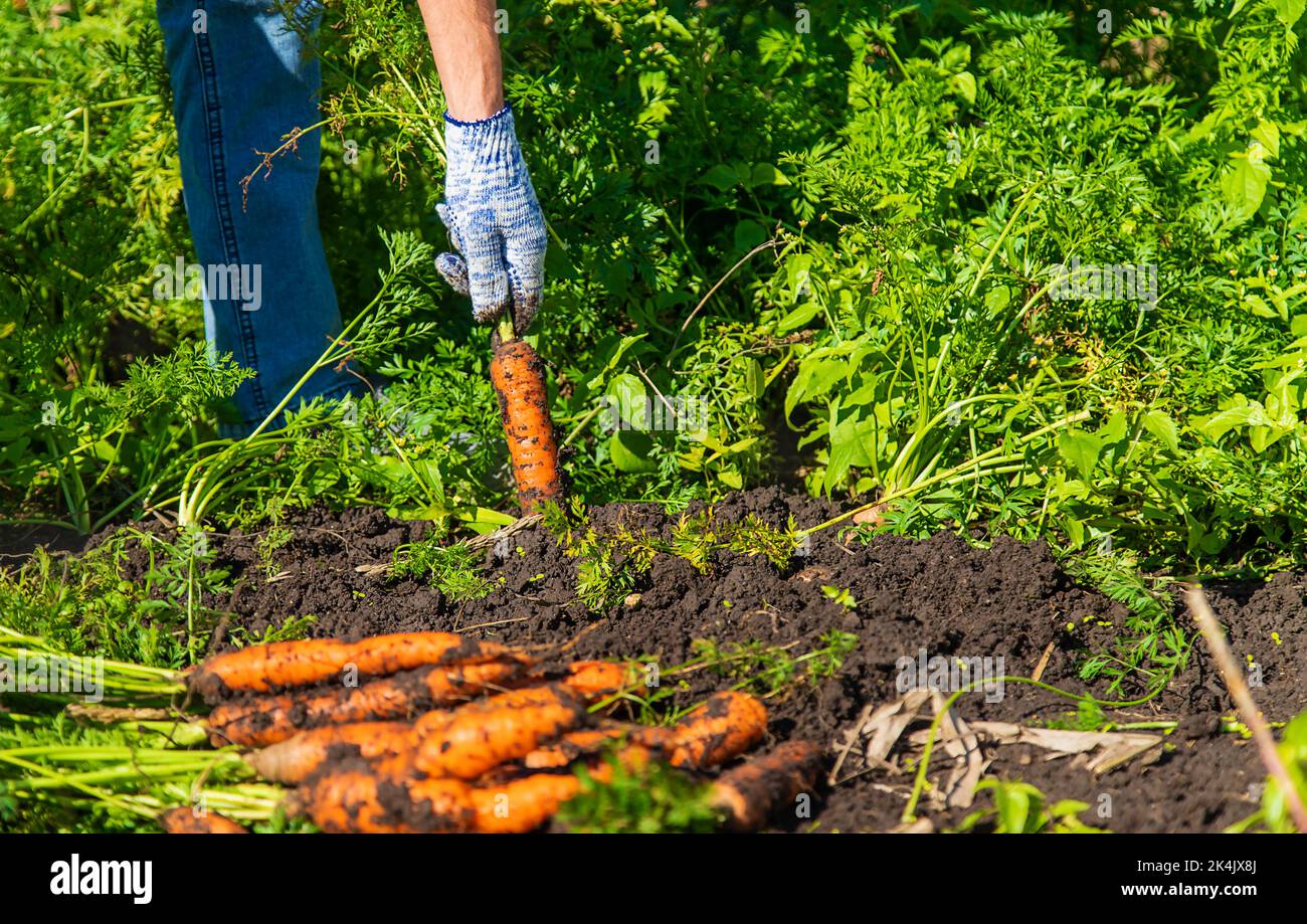 The farmer harvests carrots. Selective focus Stock Photo - Alamy
