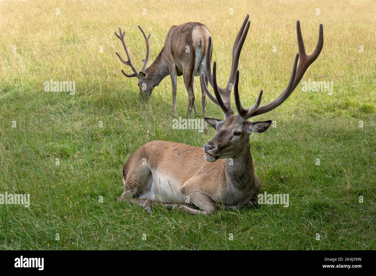 Two deer standing in park hi-res stock photography and images - Alamy