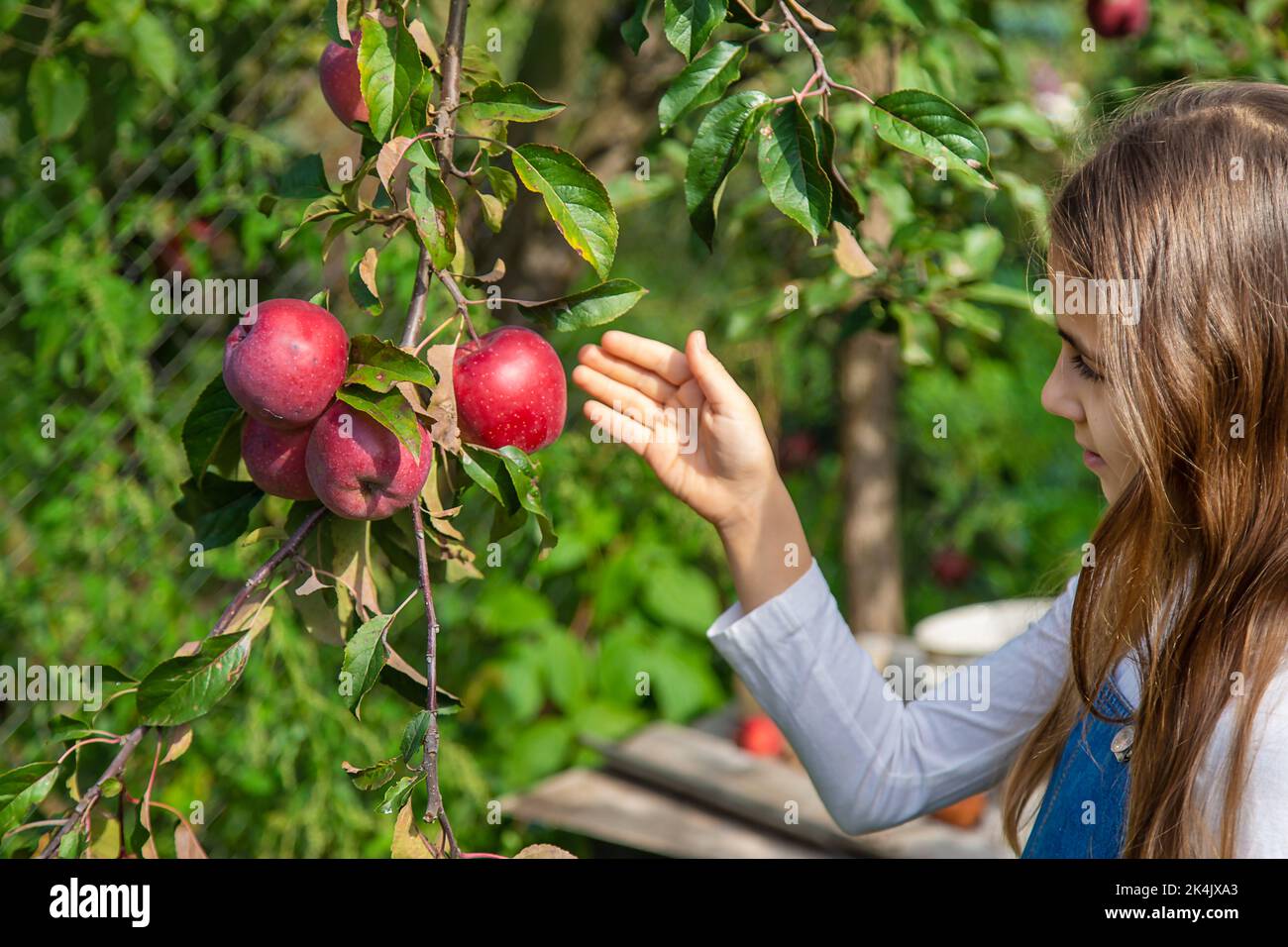 A child harvests apples in the garden. Selective focus Stock Photo - Alamy