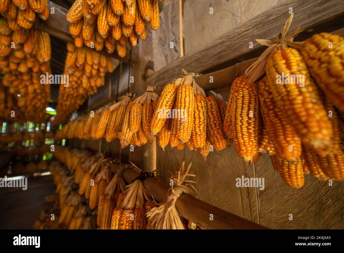 Dried corn hang on ceiling wooden pavilion after date of harvest corn ...
