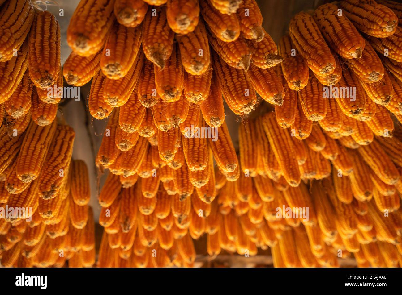 Dried corn hang on ceiling wooden pavilion after date of harvest corn ...