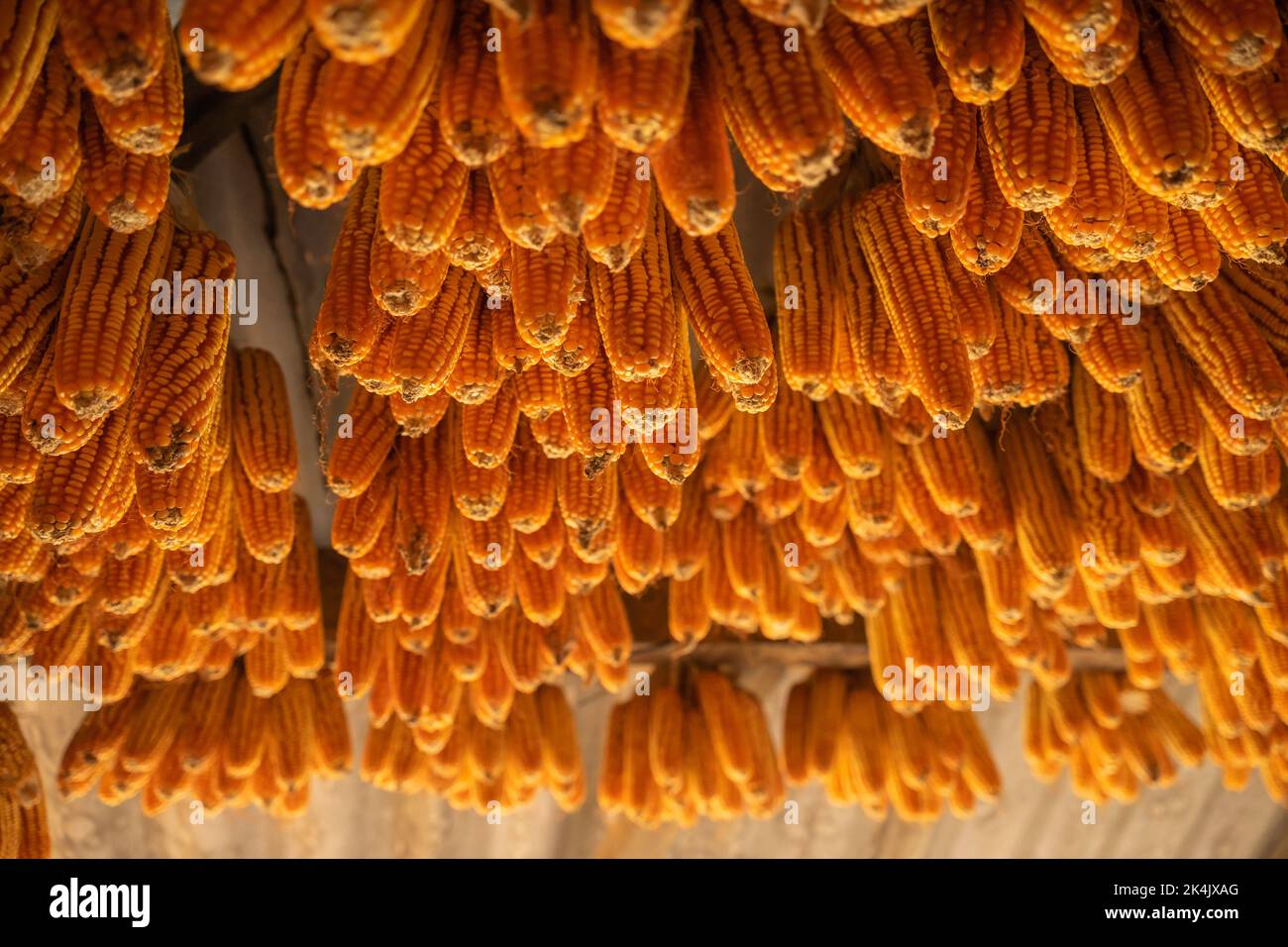 Dried corn hang on ceiling wooden pavilion after date of harvest corn ...