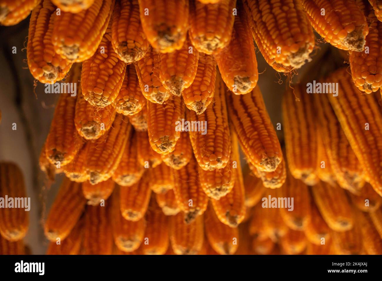 Vietnam dried corn cob hi-res stock photography and images - Alamy