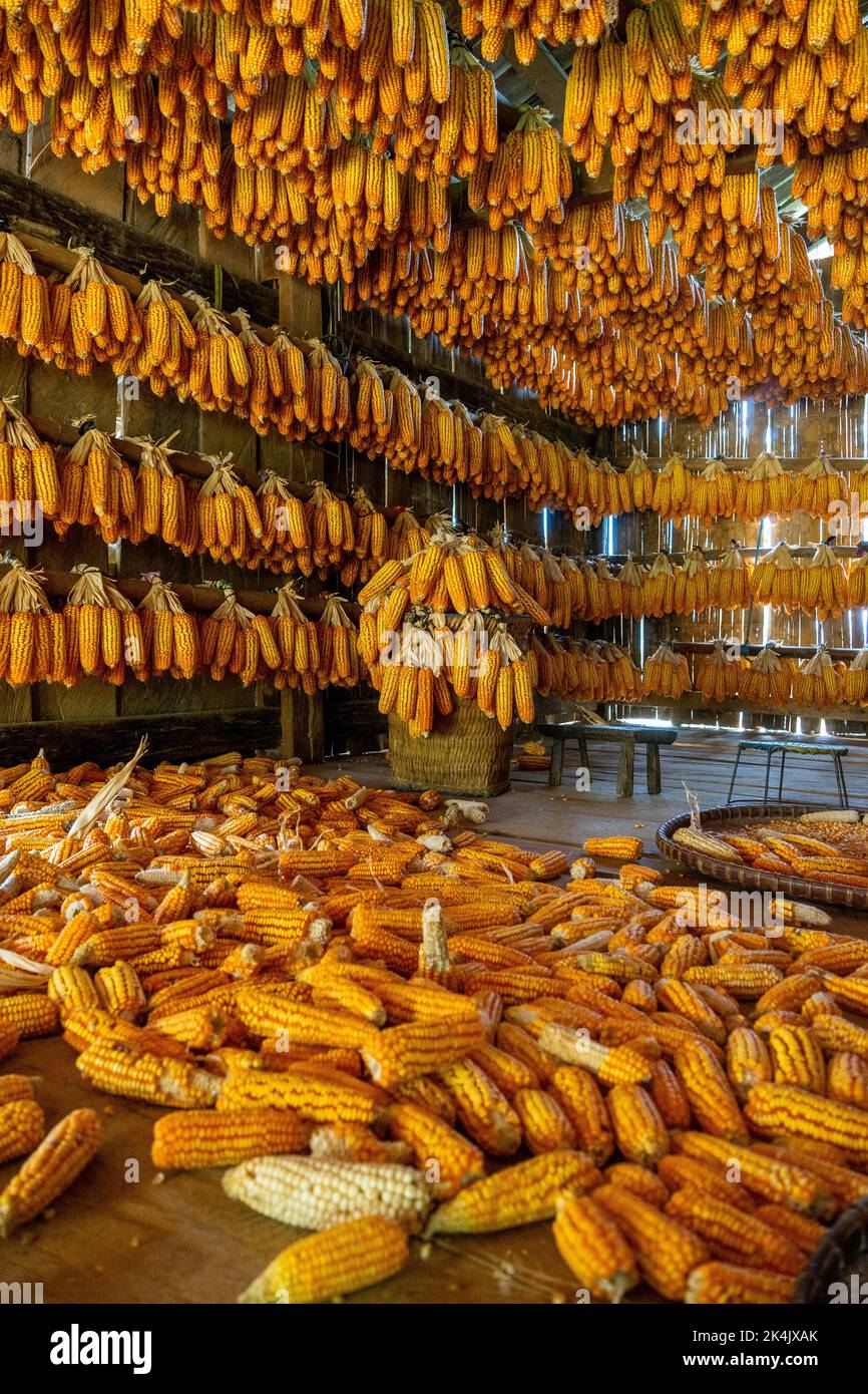 Mu cang chai orange hi-res stock photography and images - Alamy