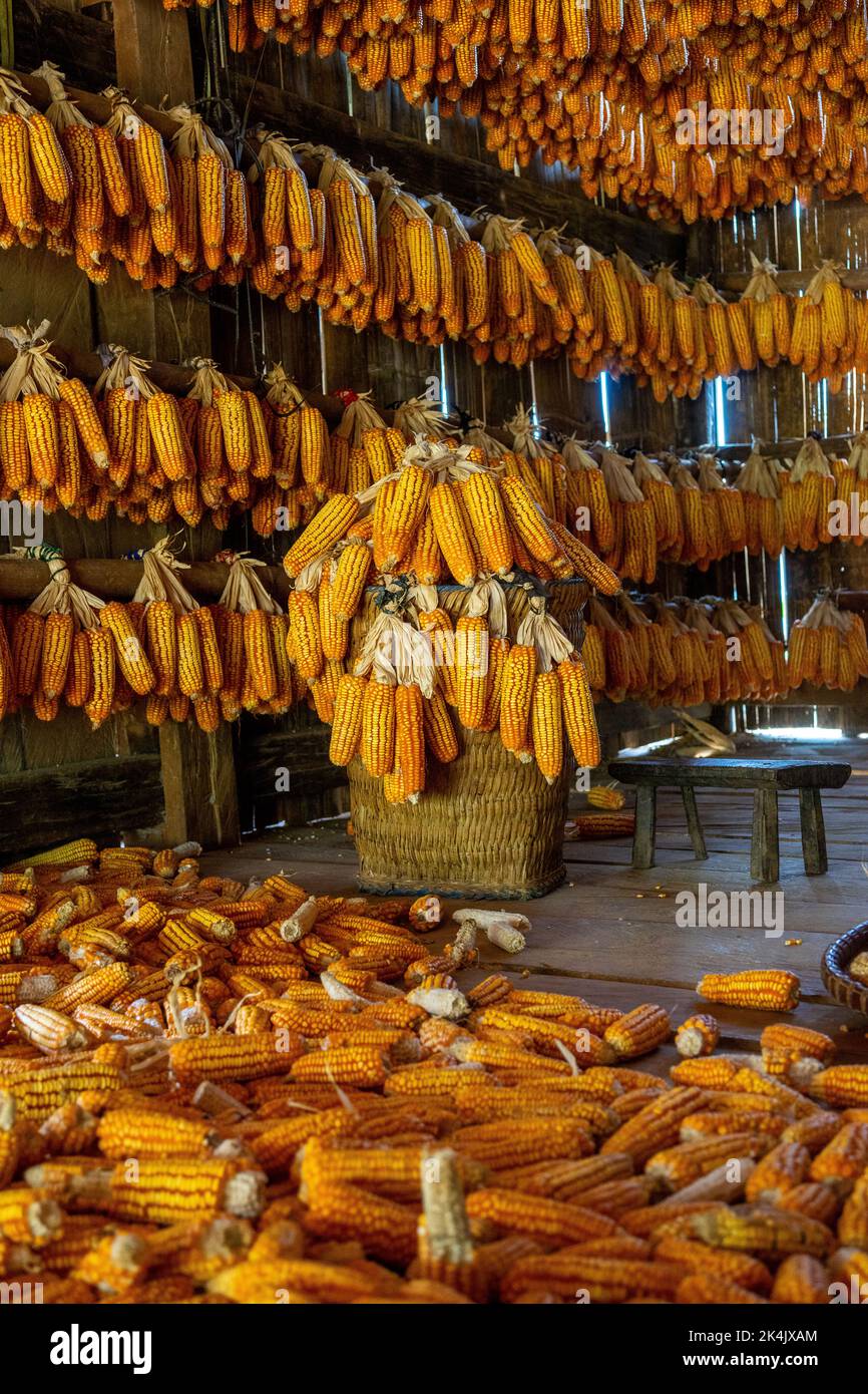 Dried corn hang on ceiling wooden pavilion after date of harvest corn ...