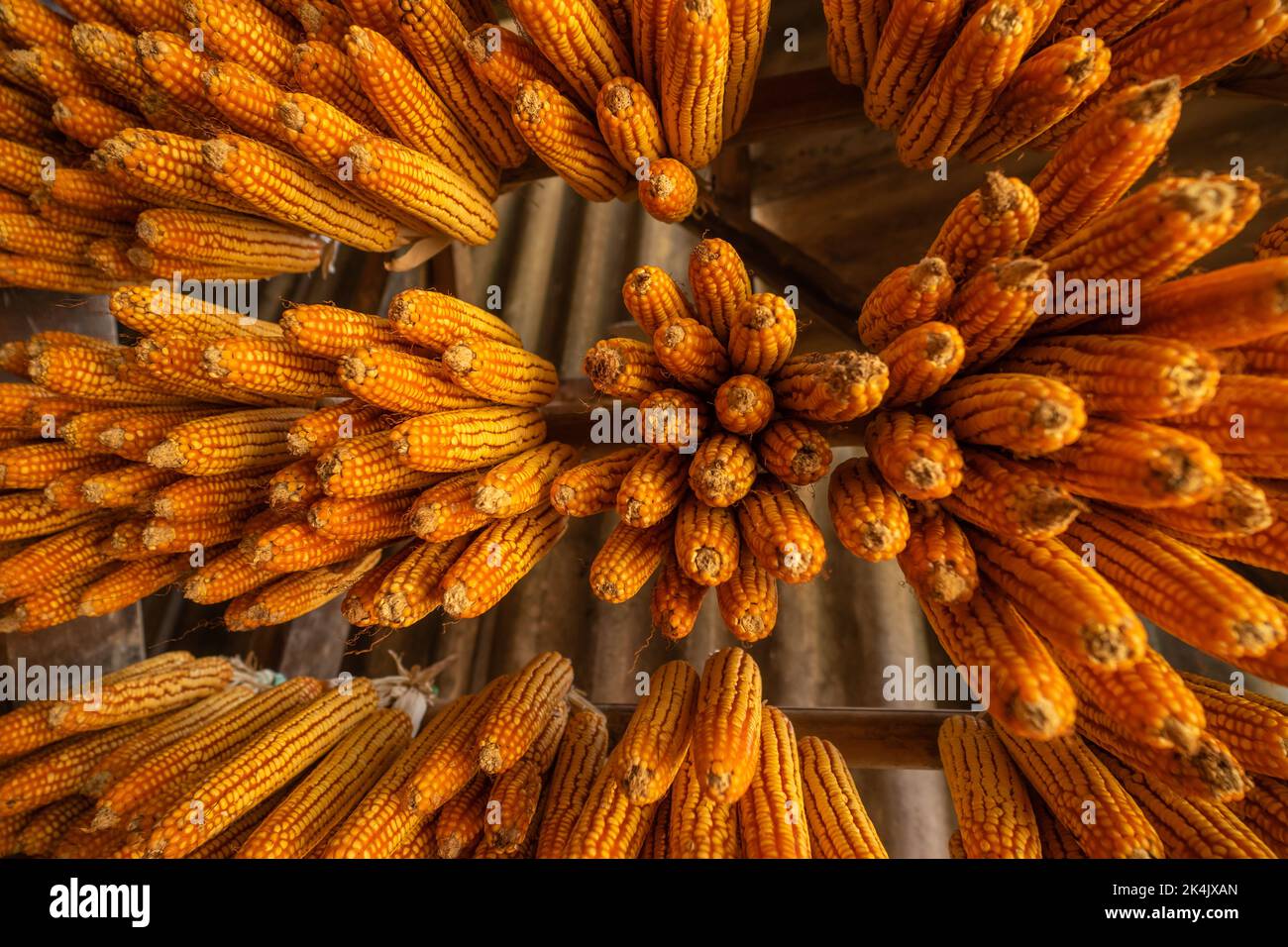 Dried corn hang on ceiling wooden pavilion after date of harvest corn ...