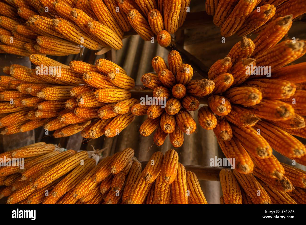 Dried corn hang on ceiling wooden pavilion after date of harvest corn ...